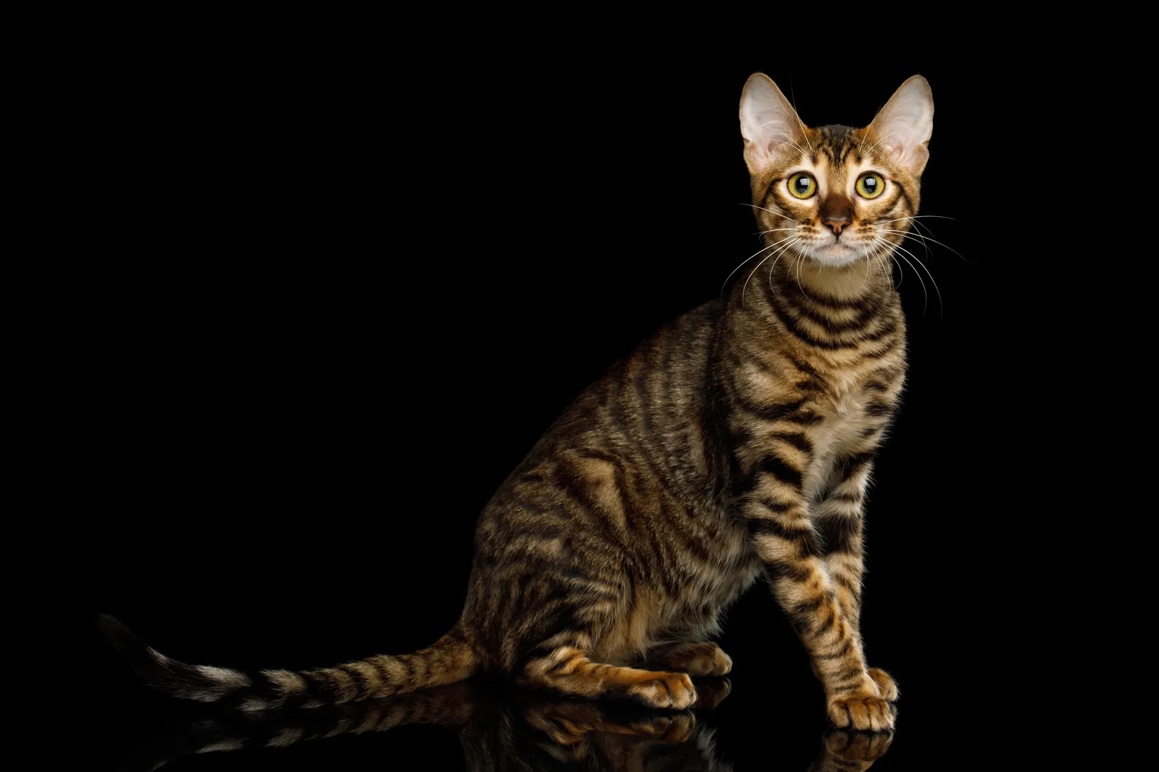 Toyger | rady a tipy pre chovatelov | magazín zoohit