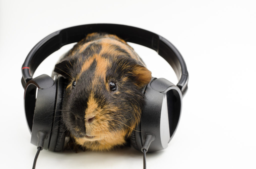 Reč morčiat: Ako sa morčatá dorozumievajú | zooplus Magazine