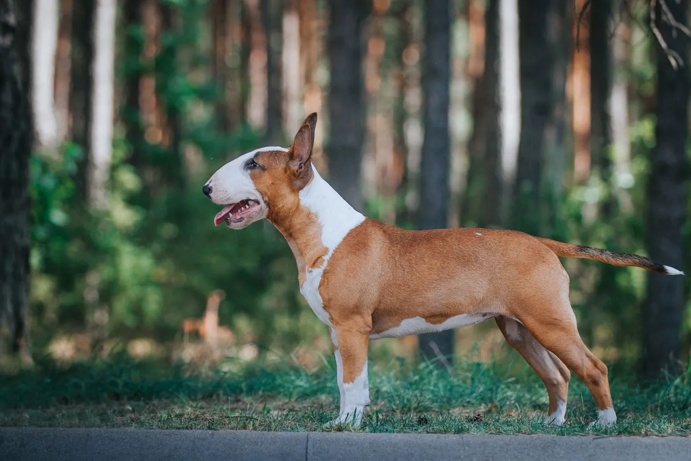 Bulteriér | zooplus Magazine