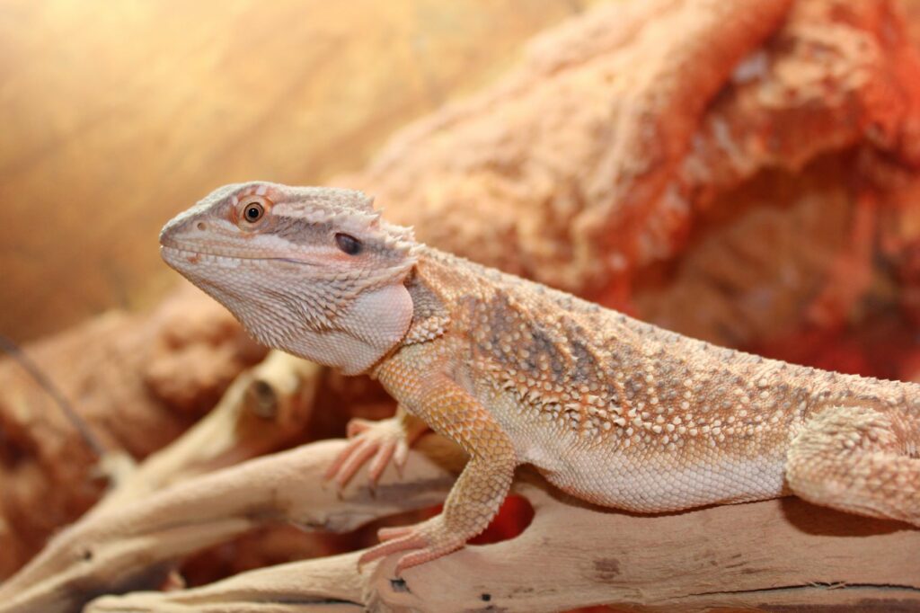 Agamy (Pogona) | zoohit Magazín